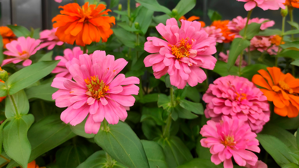 Květiny cínie: fotografie, popis, typy, odrůdy, pěstování, výsadba ...